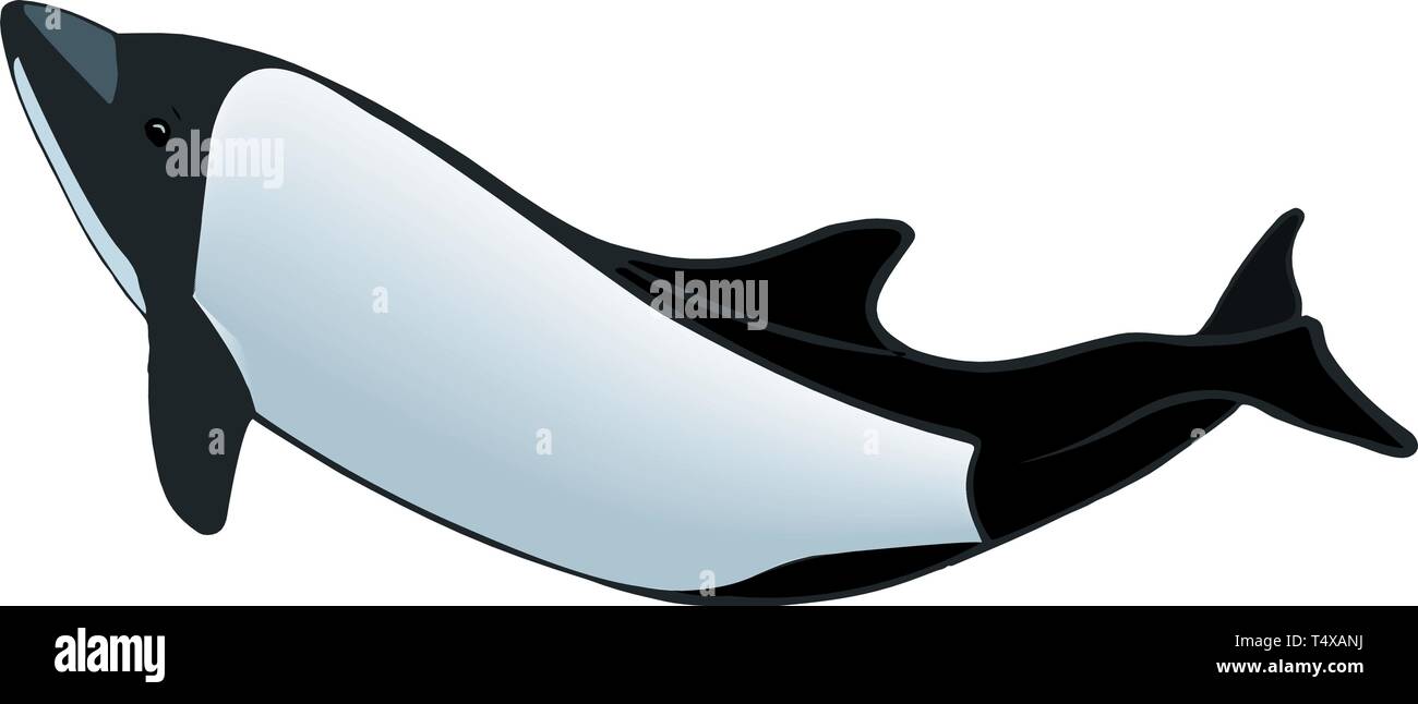 Commerson's Dolphin Vector Illustration Stock Vector Image & Art - Alamy