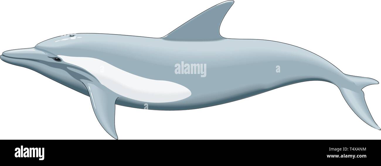 Common Dolphin Vector Illustration Stock Vector Image & Art - Alamy