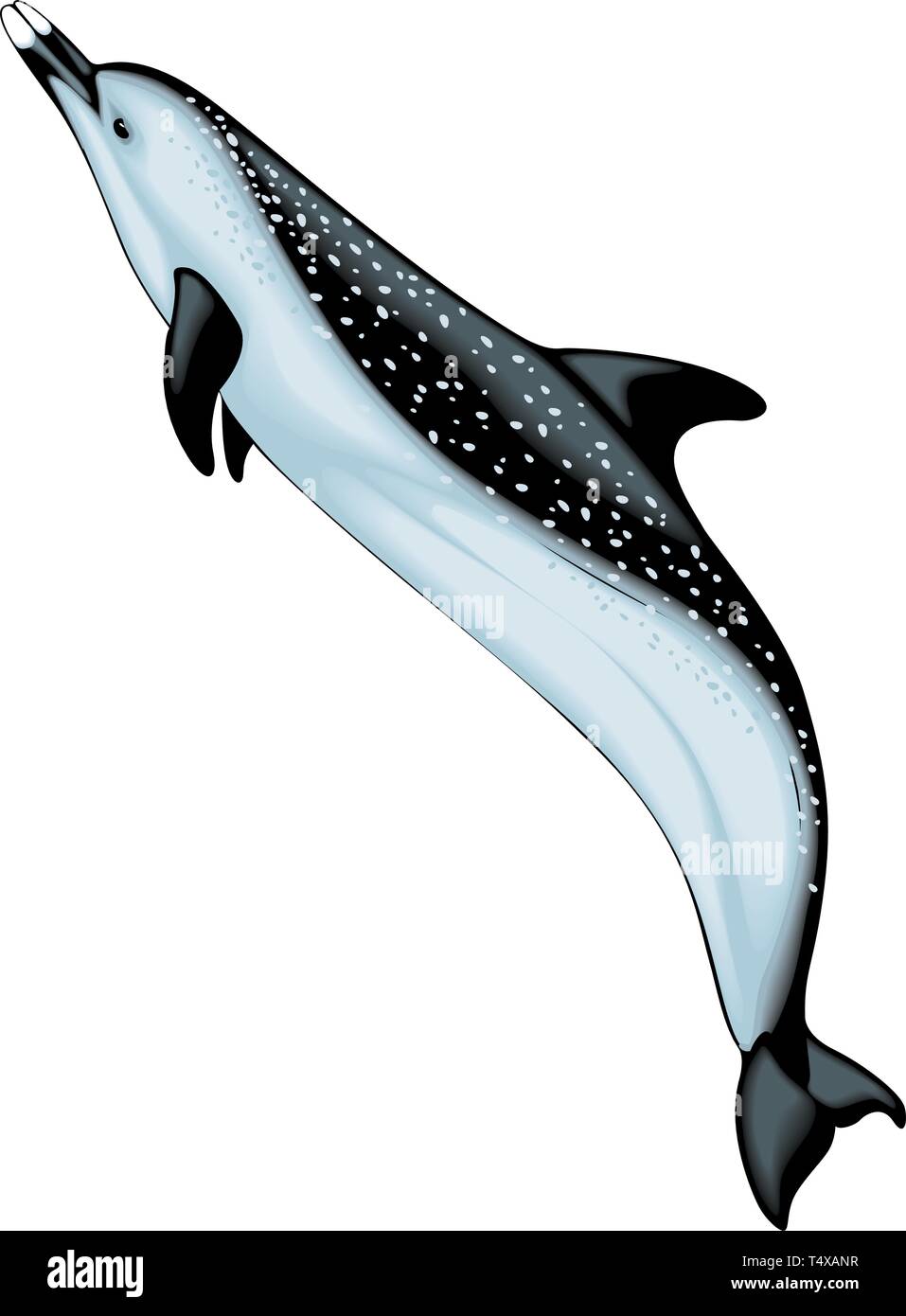 Spotted Dolphin Vector Illustration Stock Vector Image & Art - Alamy