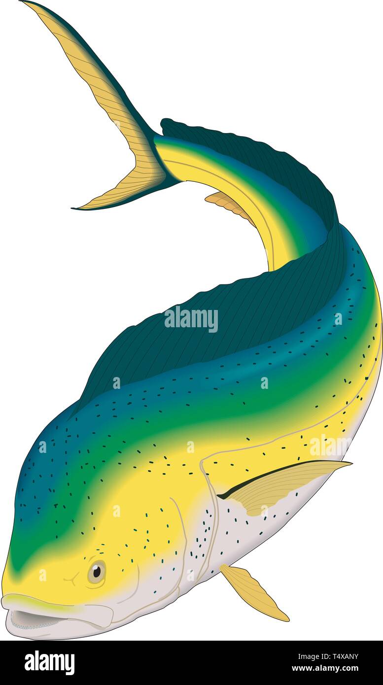 Common Dolphinfish Vector Illustration Stock Vector Image & Art - Alamy