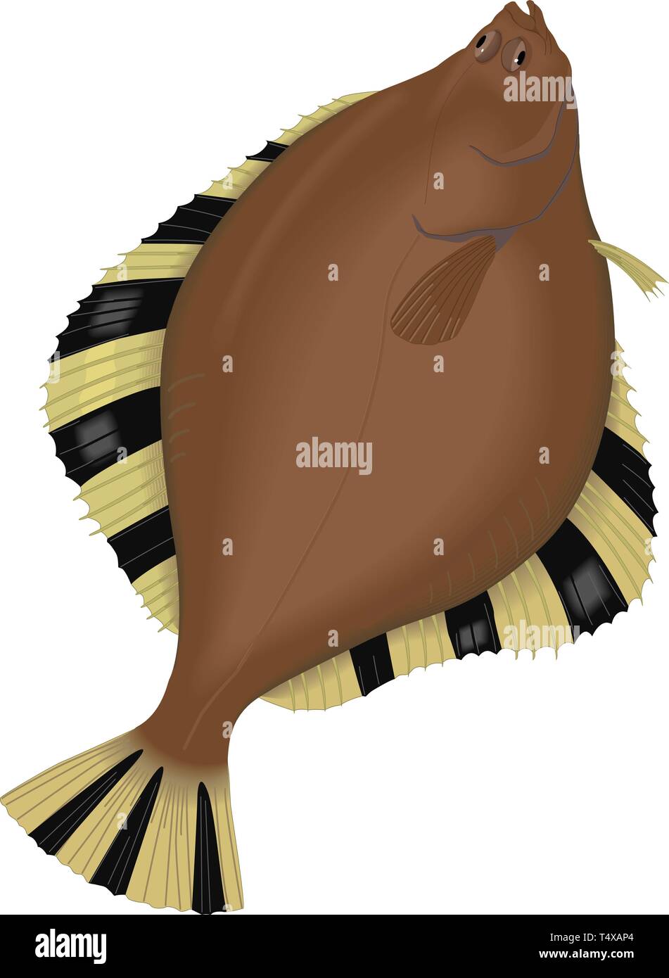 Flounder vector vectors hi-res stock photography and images - Alamy