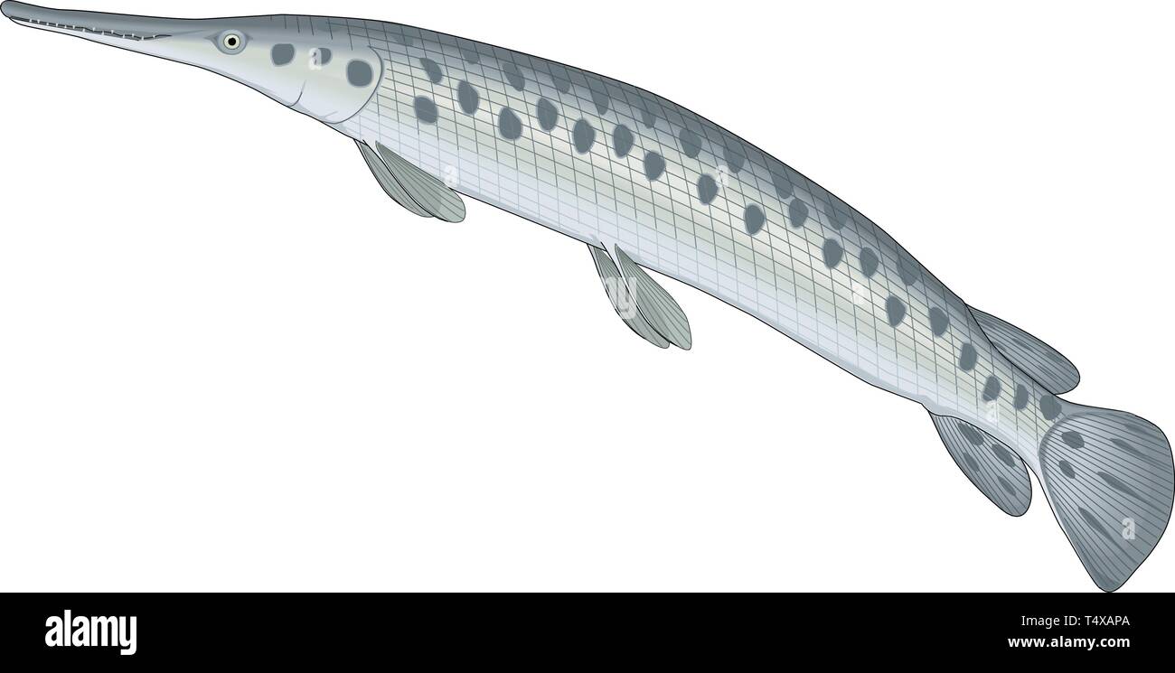 Gar Vector Illustration Stock Vector Image & Art - Alamy
