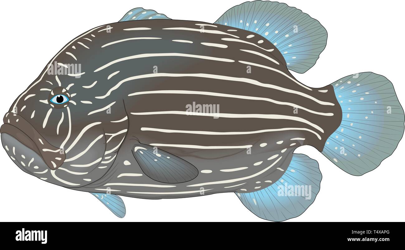 Six Lined Grouper Vector Illustration Stock Vector Image & Art - Alamy