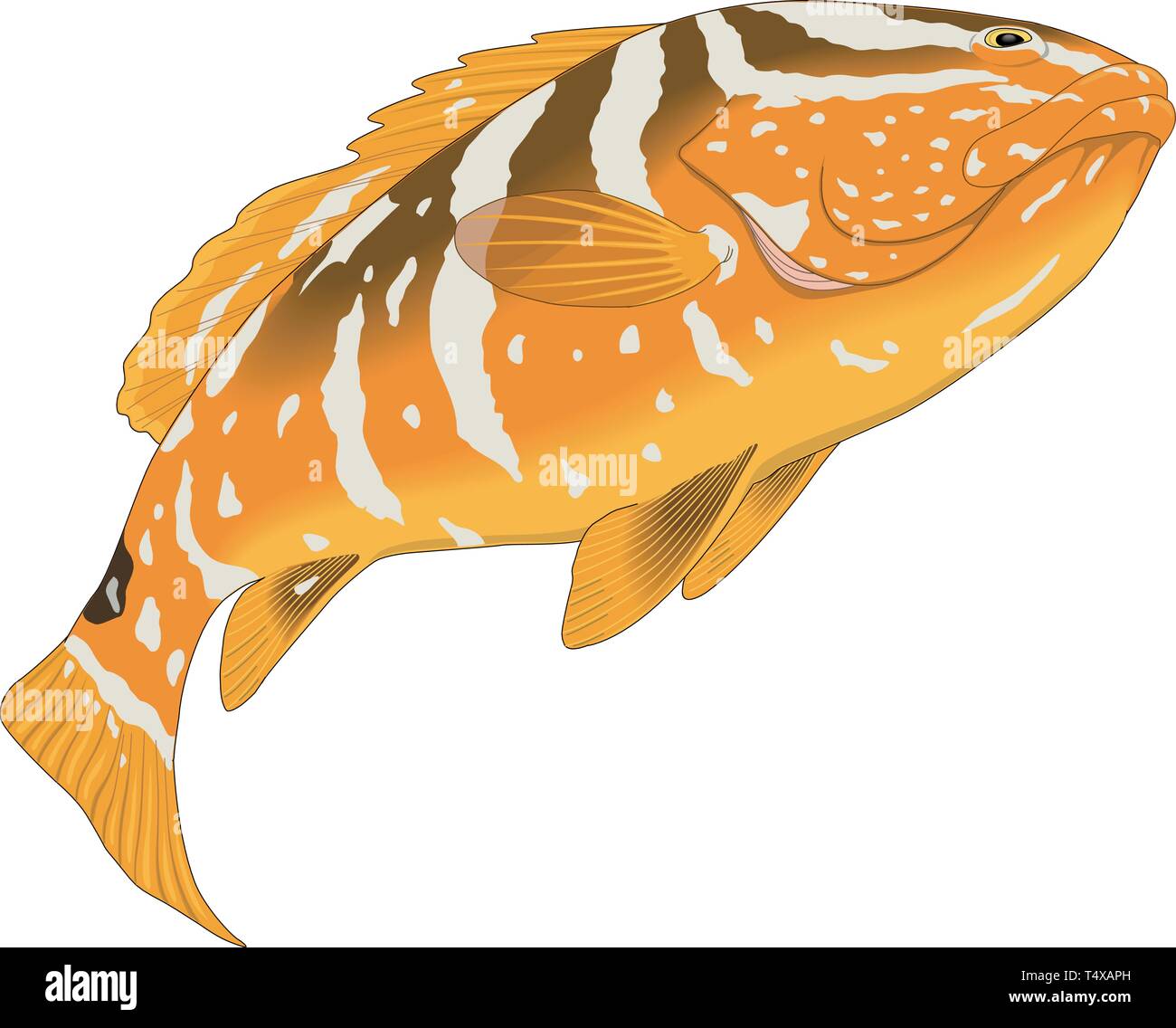 Nassau grouper Stock Vector Images - Alamy