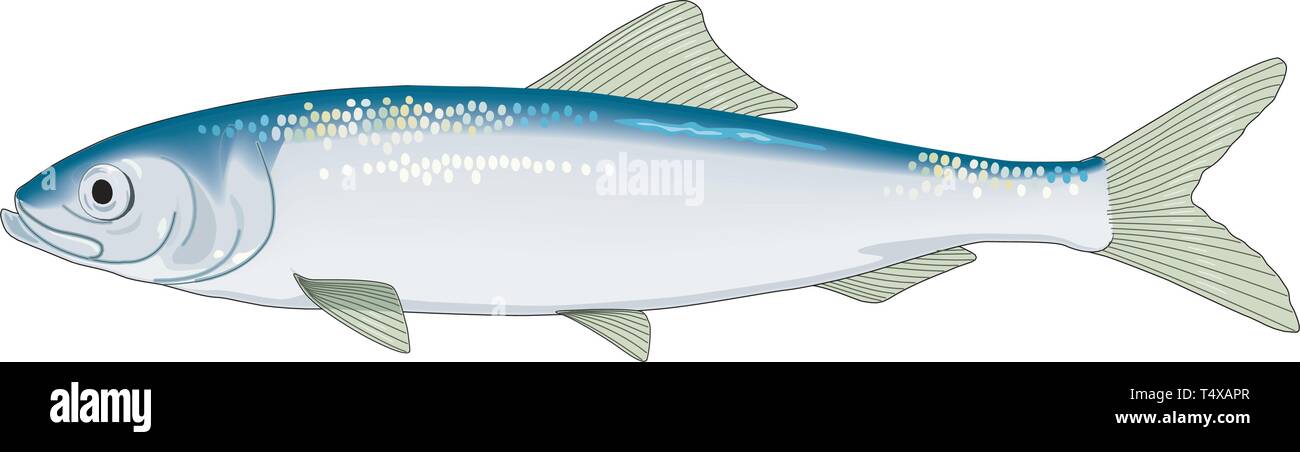 Herring Vector Illustration Stock Vector Image & Art - Alamy