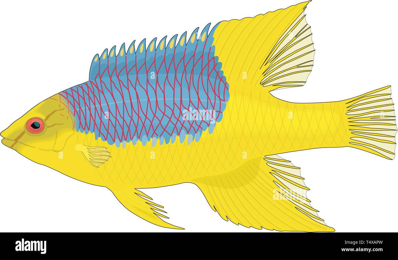 Spanish Hogfish Vector Illustration Stock Vector Image & Art - Alamy