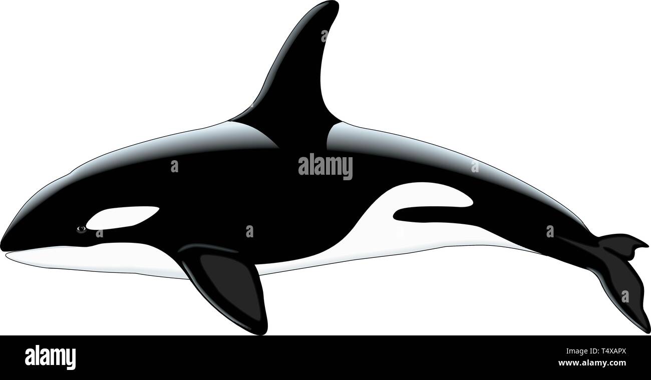 Killer Whales Clipart