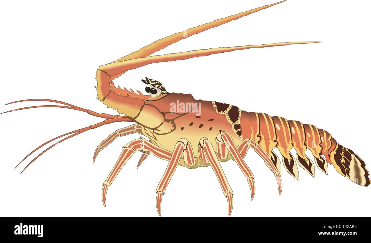 Spiny Lobster Vector Illustration Stock Vector Image & Art - Alamy