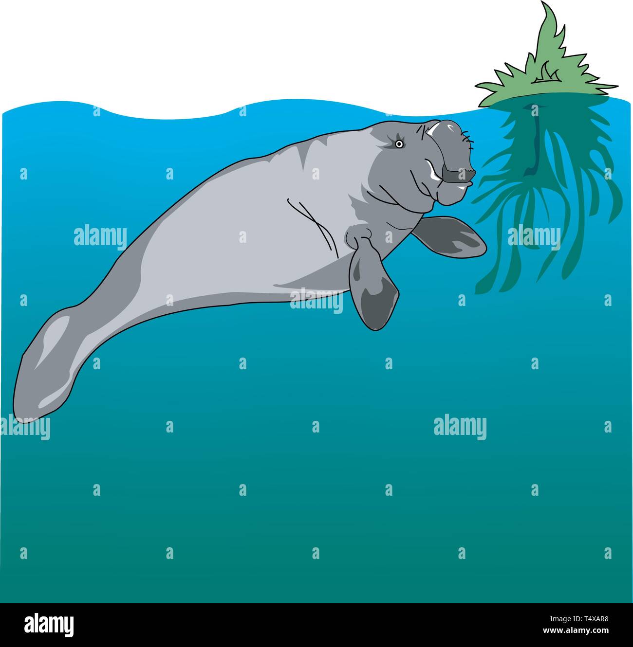 Manatee Feeding Vector Illustration Stock Vector Image & Art - Alamy