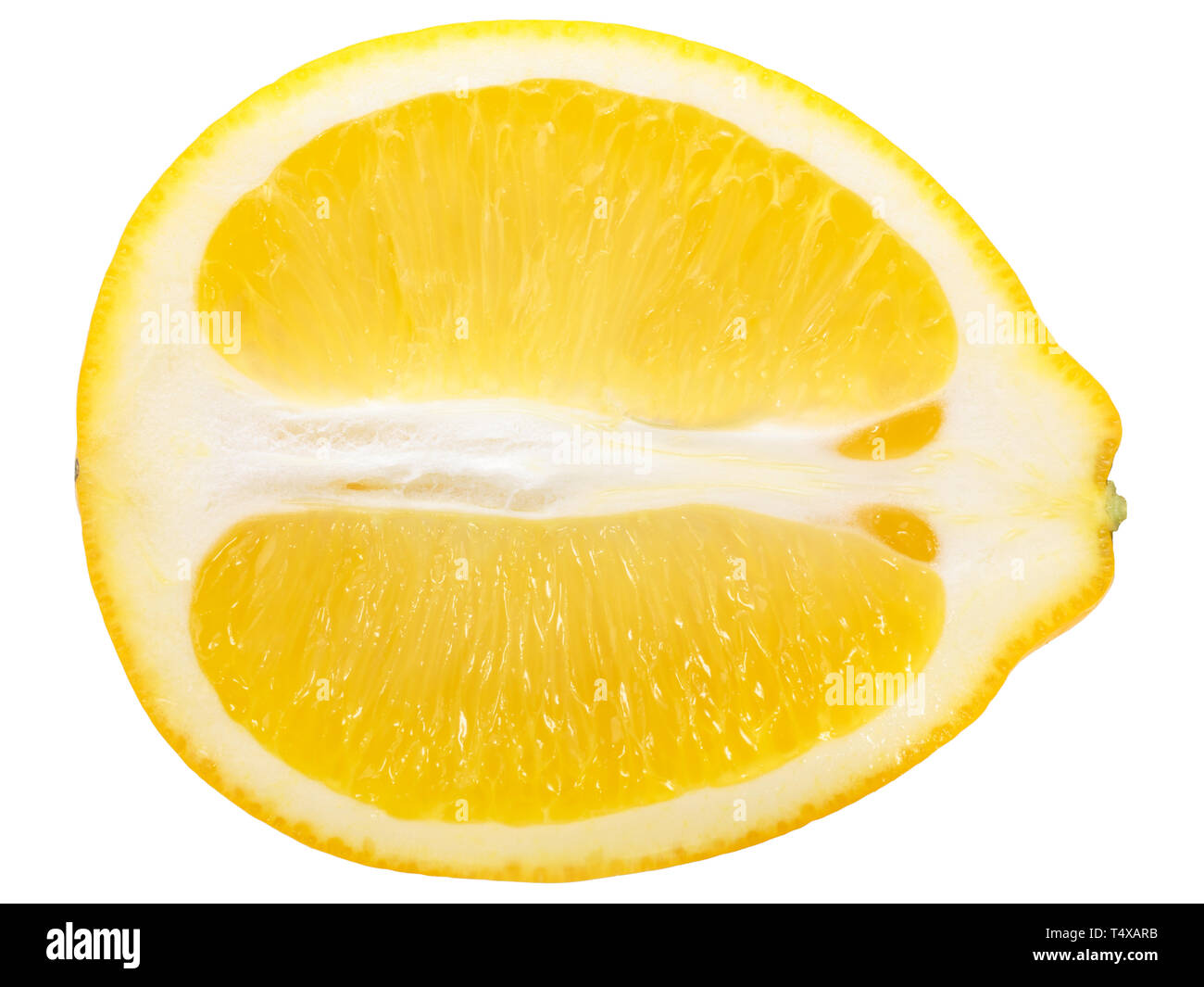 Lemon half slice (Citrus limon) isolated on white, top view Stock Photo ...