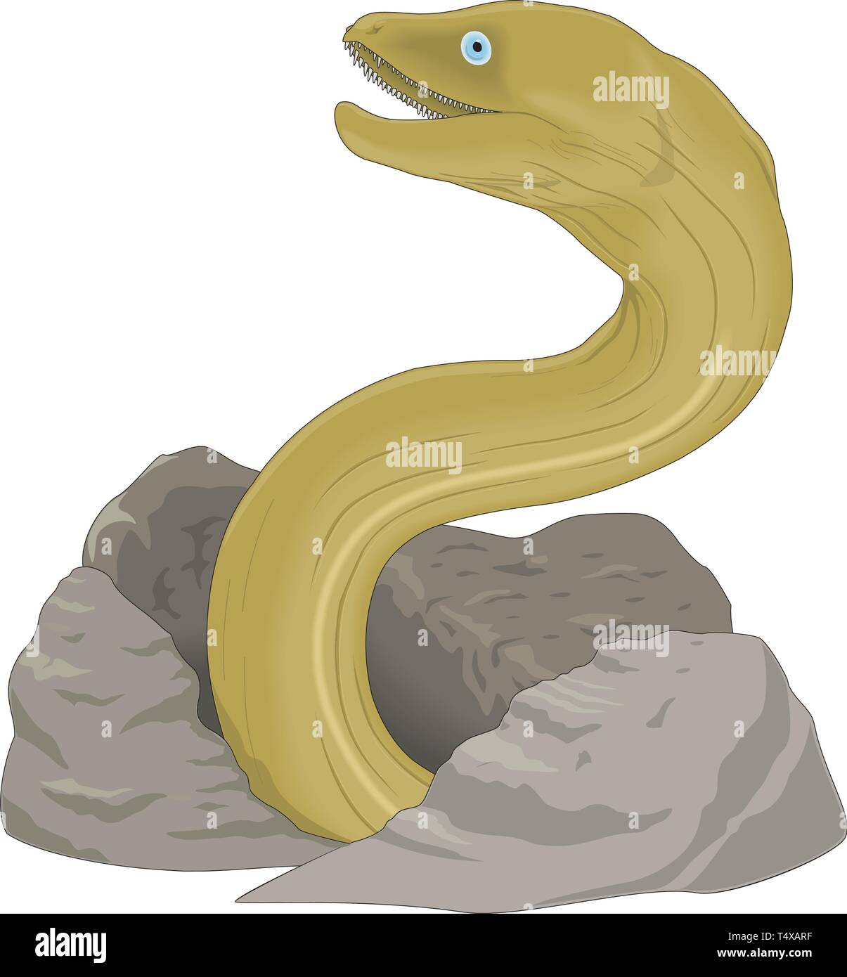 Moray Eel Vector Illustration Stock Vector Image & Art - Alamy