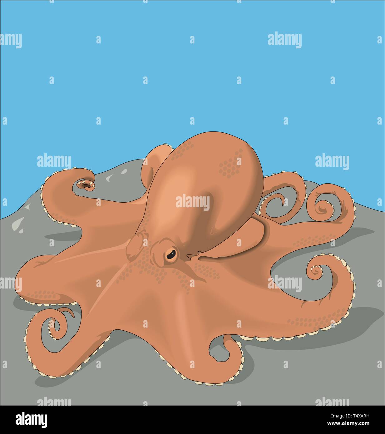 Octopus at Rest Vector Illustration Stock Vector Image & Art - Alamy