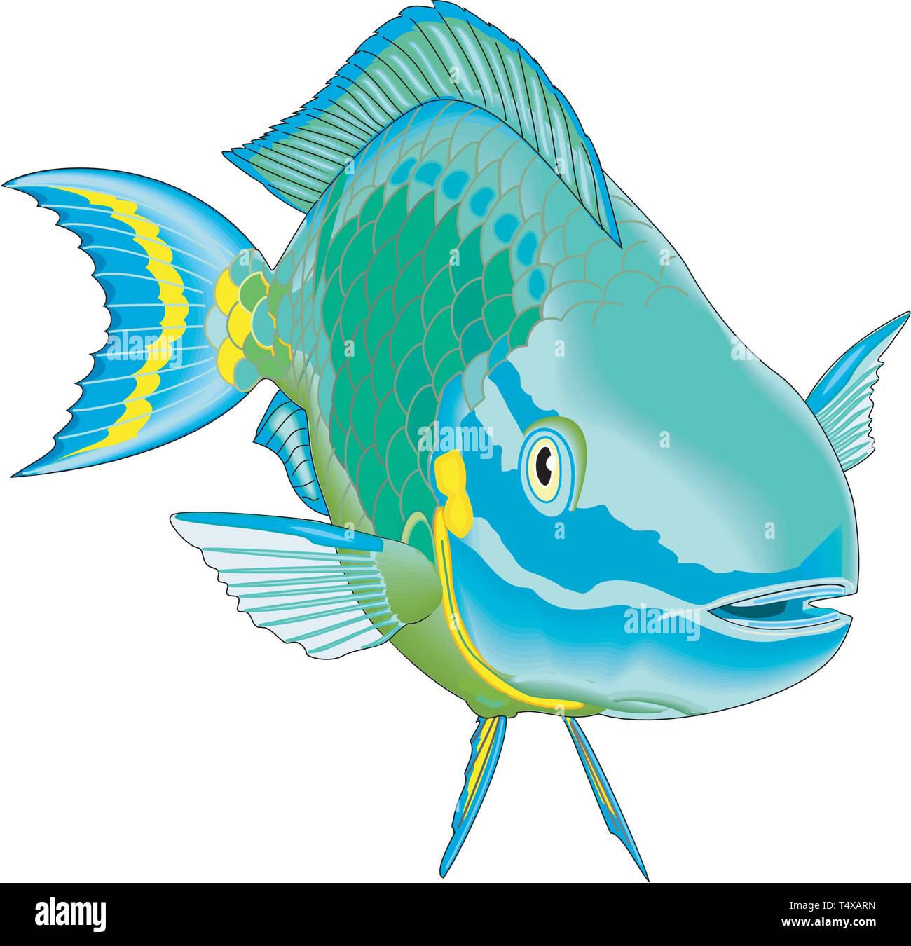 Parrotfish illustration hi-res stock photography and images - Alamy
