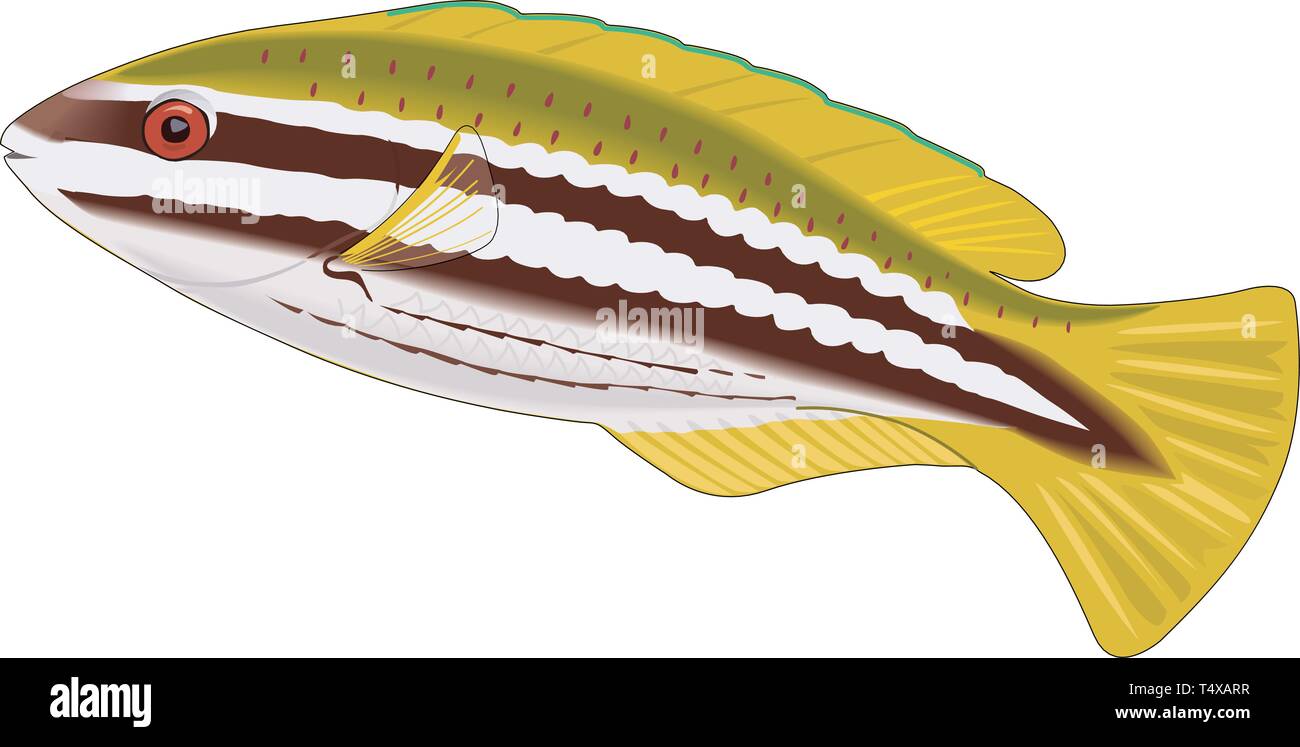 Striped Parrotfish Vector Illustration Stock Vector Image & Art - Alamy