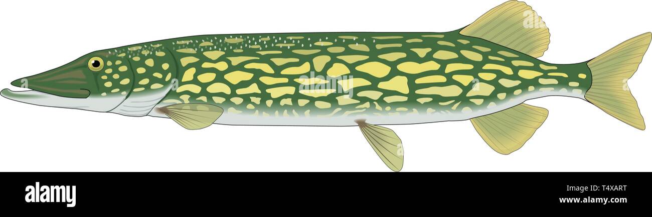 Chain Pickerel Vector Illustration Stock Vector Image & Art - Alamy