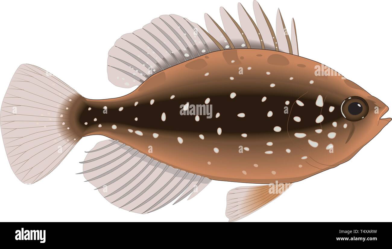 Pygmy Sunfish Vector Illustration Stock Vector Image & Art - Alamy