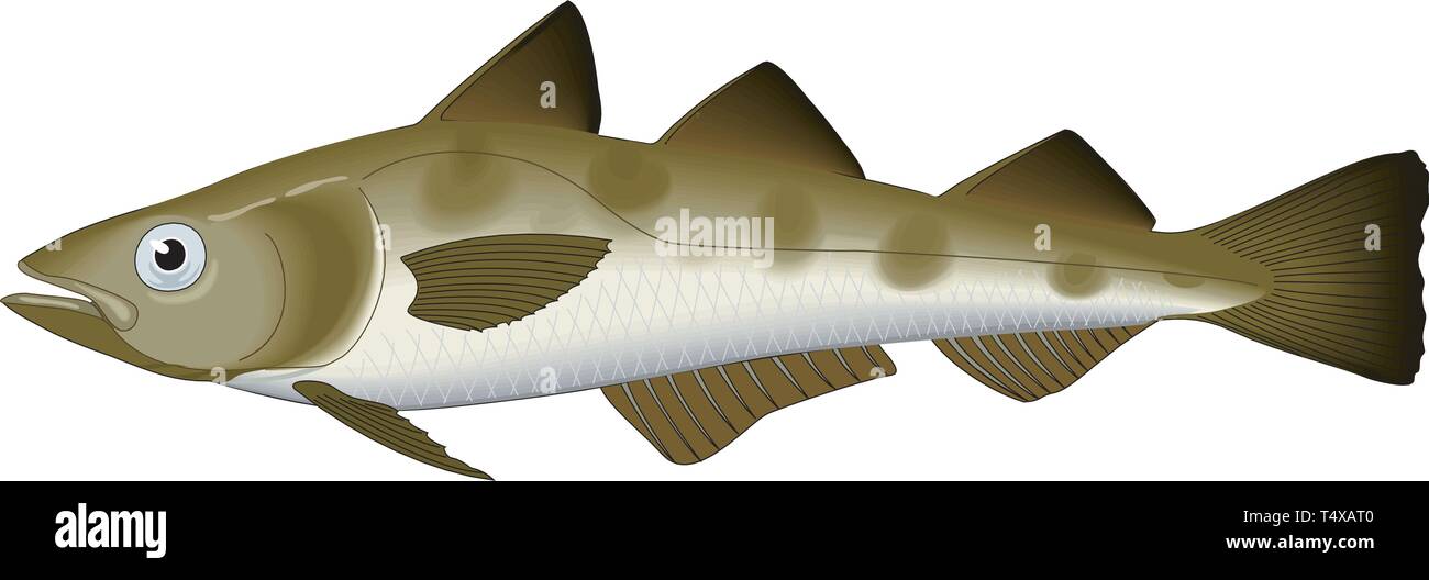 Pollock Vector Vector Illustration Stock Vector Image & Art - Alamy