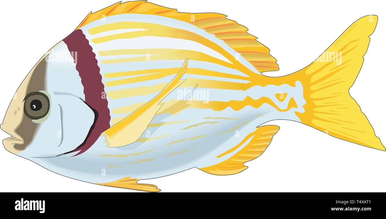 Porkfish Swimming Vector Illustration Stock Vector Image & Art - Alamy