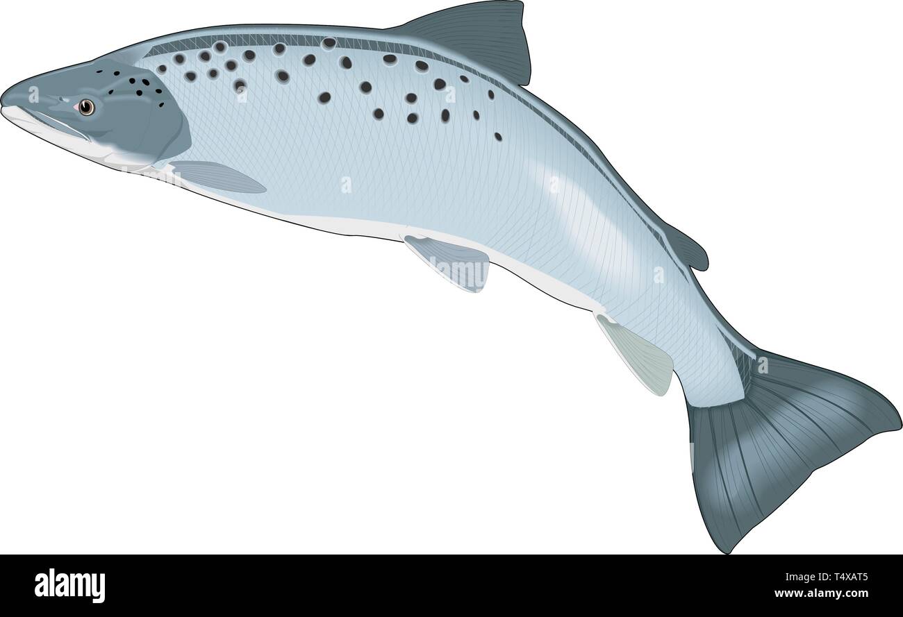 Atlantic Salmon Vector Illustration Stock Vector Image & Art - Alamy