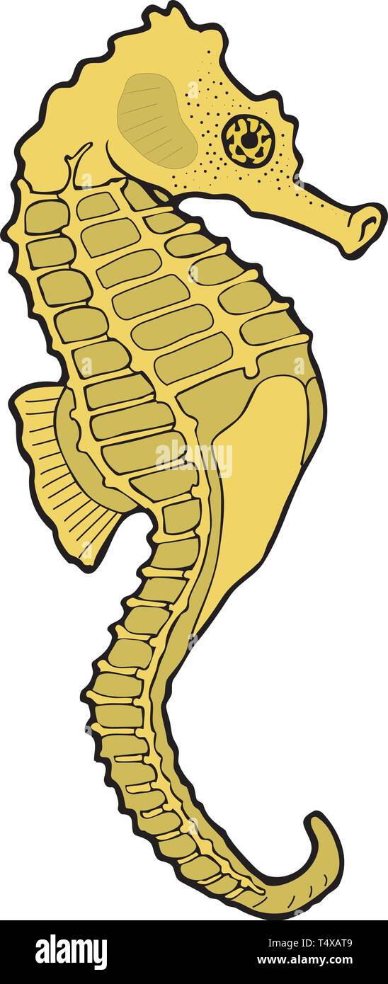 Seahorse Vector Illustration Stock Vector Image & Art - Alamy
