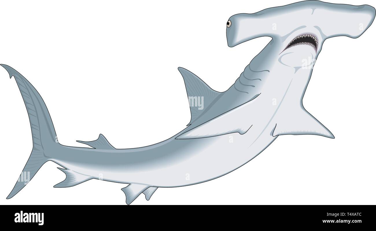 Hammerhead Shark Vector Illustration Stock Vector Image & Art - Alamy