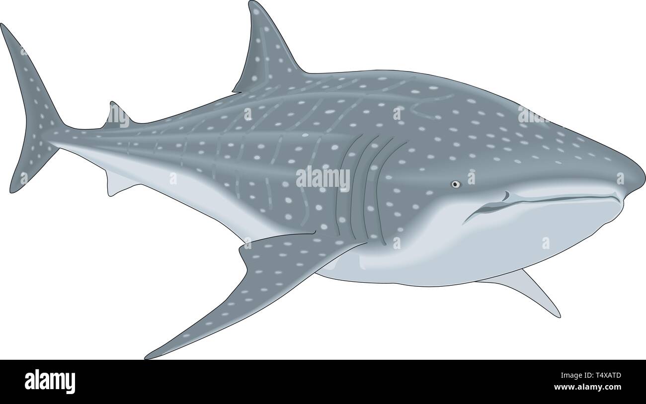 Whale Shark Vector Illustration Stock Vector Image & Art - Alamy