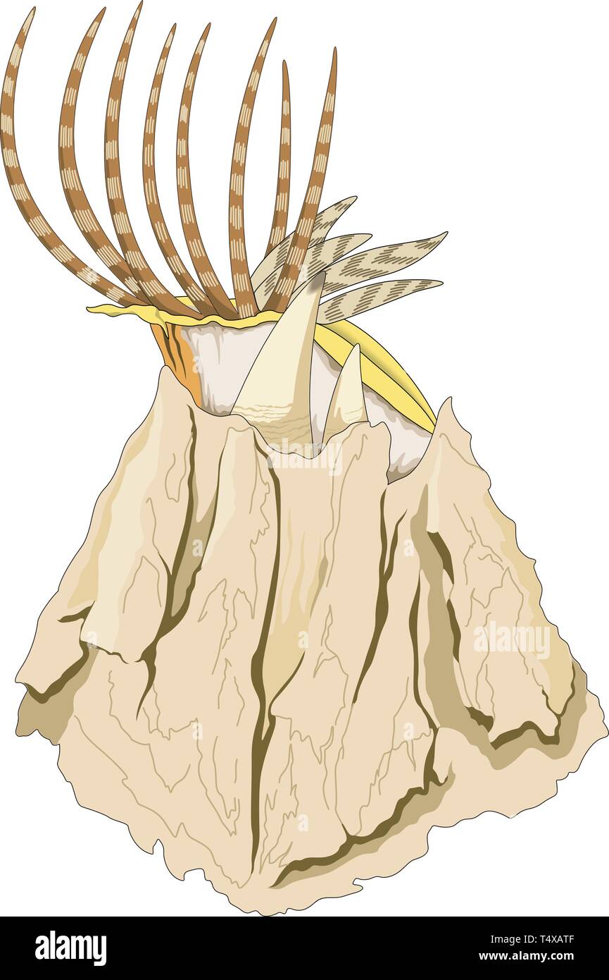 Barnacle Vector Illustration Stock Vector Image & Art - Alamy