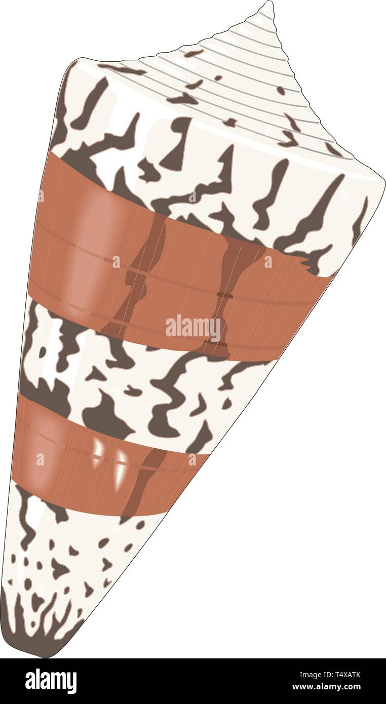 General Cone Shell Vector Illustration Stock Vector Image & Art - Alamy