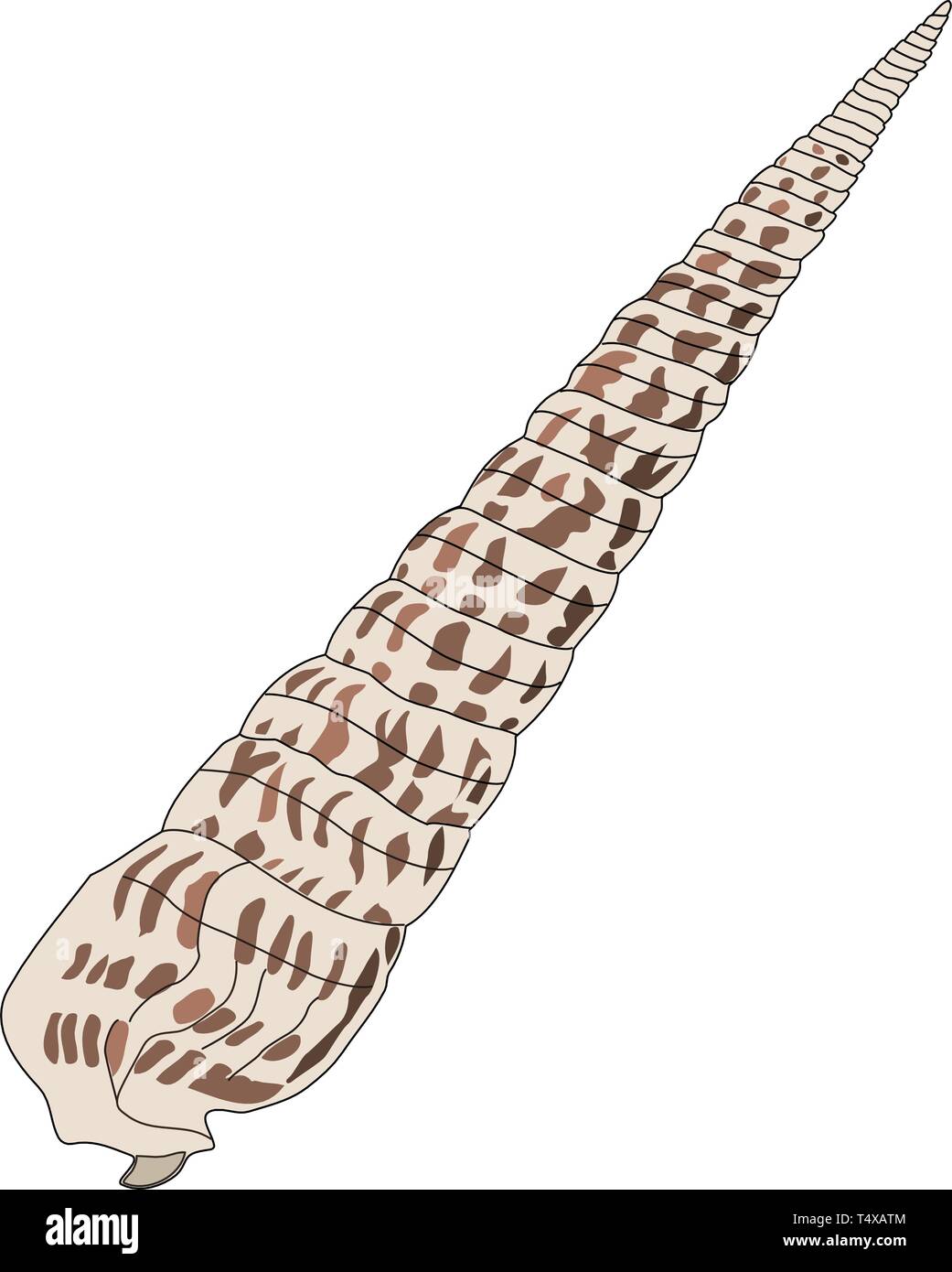 Flame Auger Shell Vector Illustration Stock Vector Image & Art - Alamy