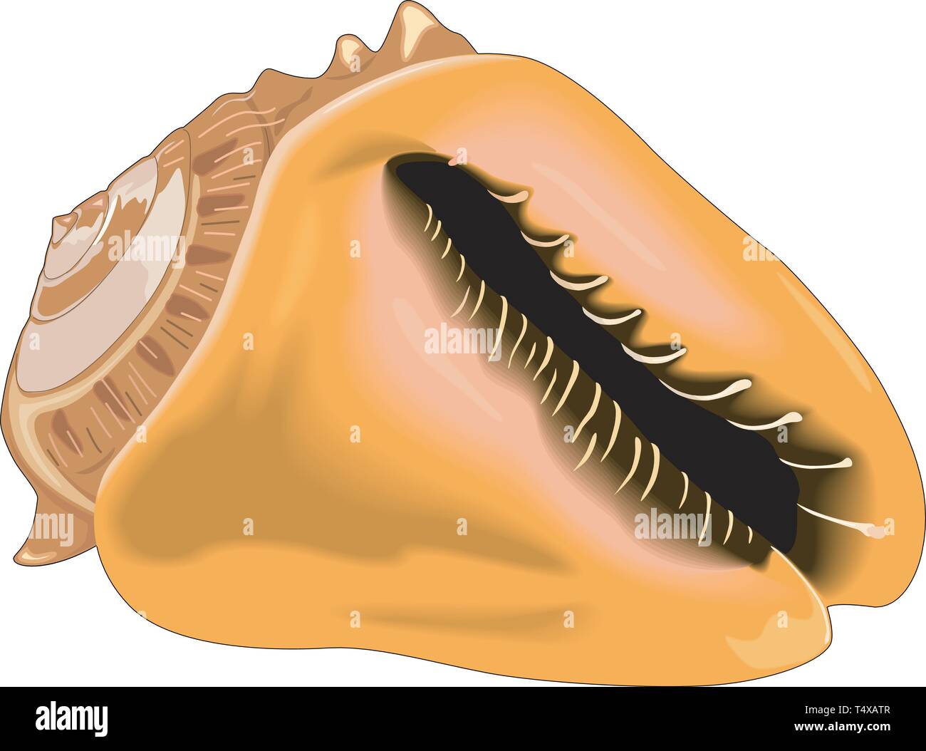 Queen helmet shell hi-res stock photography and images - Alamy