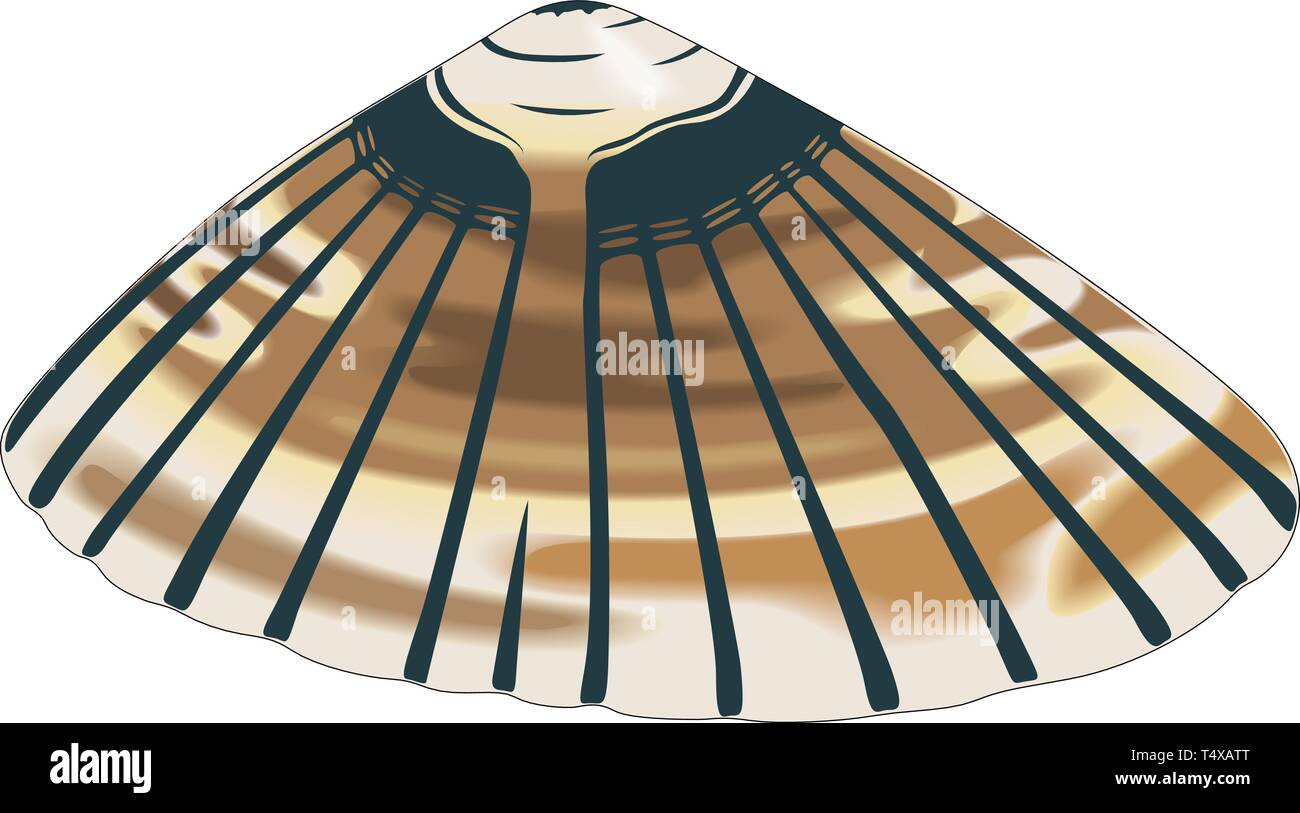 Limpet Shell Vector Illustration Stock Vector Image & Art - Alamy
