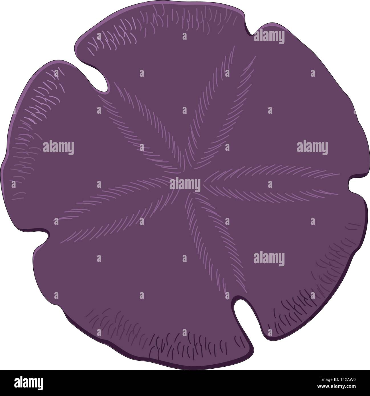 Sand Dollar Vector Illustration Stock Vector Image & Art - Alamy