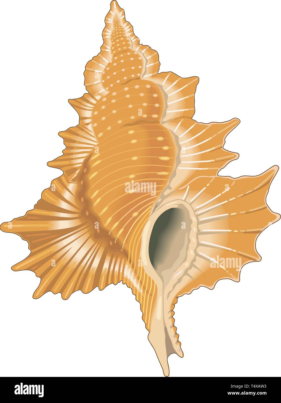 Triton shell Cut Out Stock Images & Pictures - Alamy