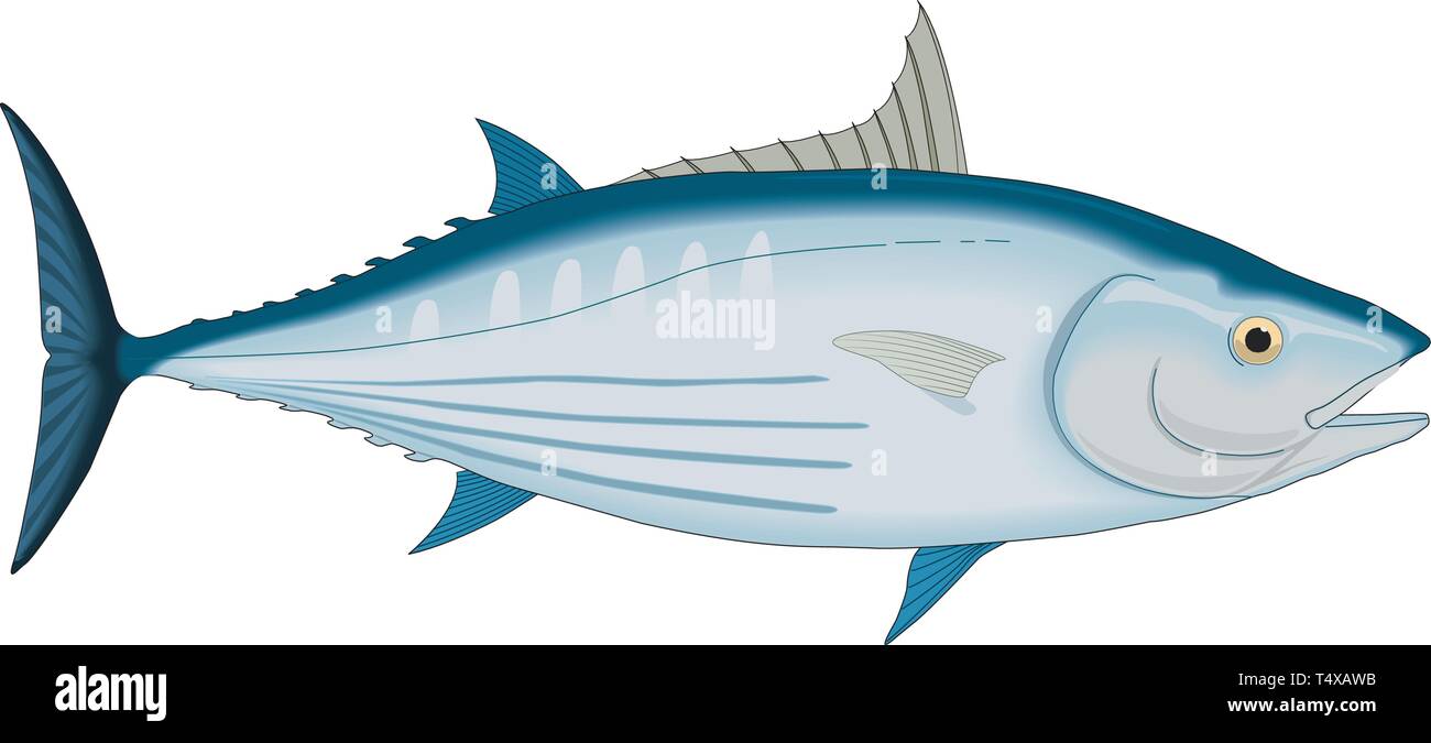 Skipjack vector vectors hi-res stock photography and images - Alamy