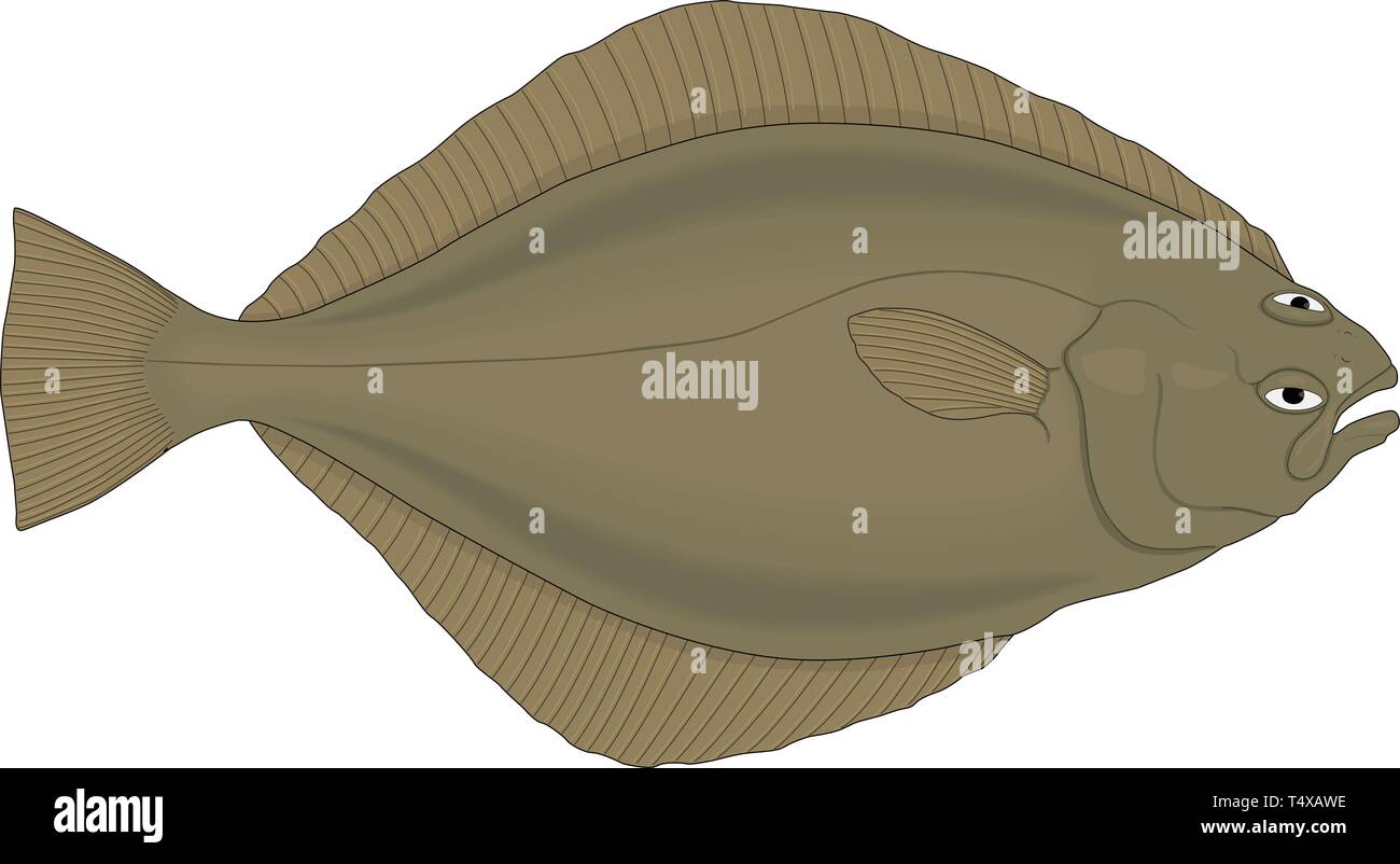 Sole Vector Illustration Stock Vector Image & Art - Alamy