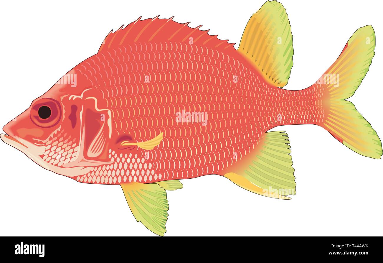 Spiny animals Cut Out Stock Images & Pictures - Alamy