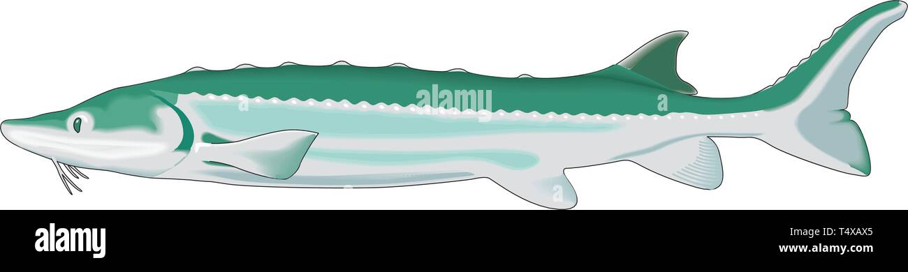 Sturgeon Vector Illustration Stock Vector Image & Art - Alamy