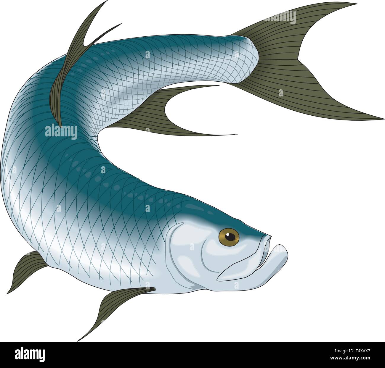 Tarpon Vector Illustration Stock Vector Image & Art - Alamy