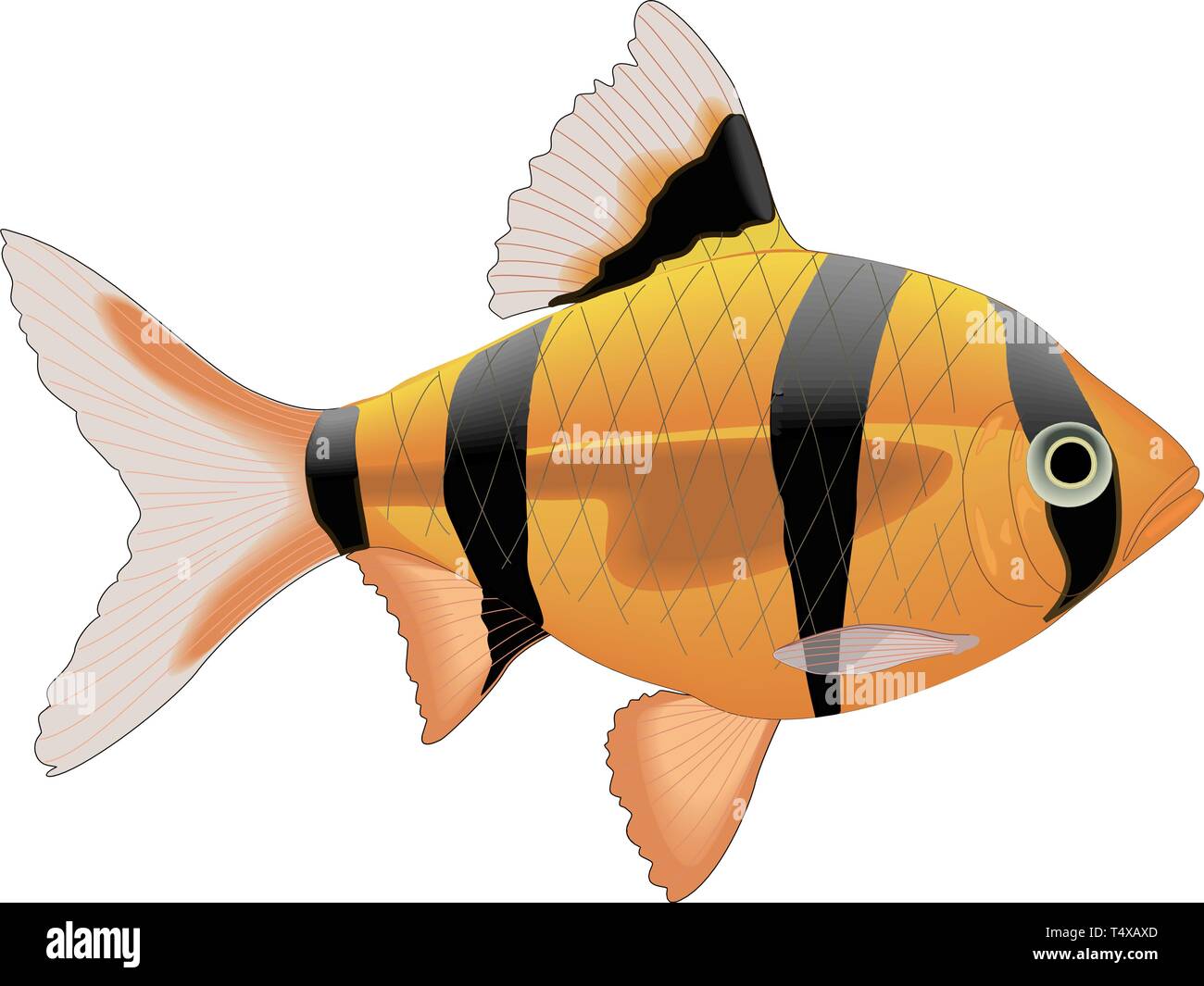 Tiger fish vector vectors hi-res stock photography and images - Alamy