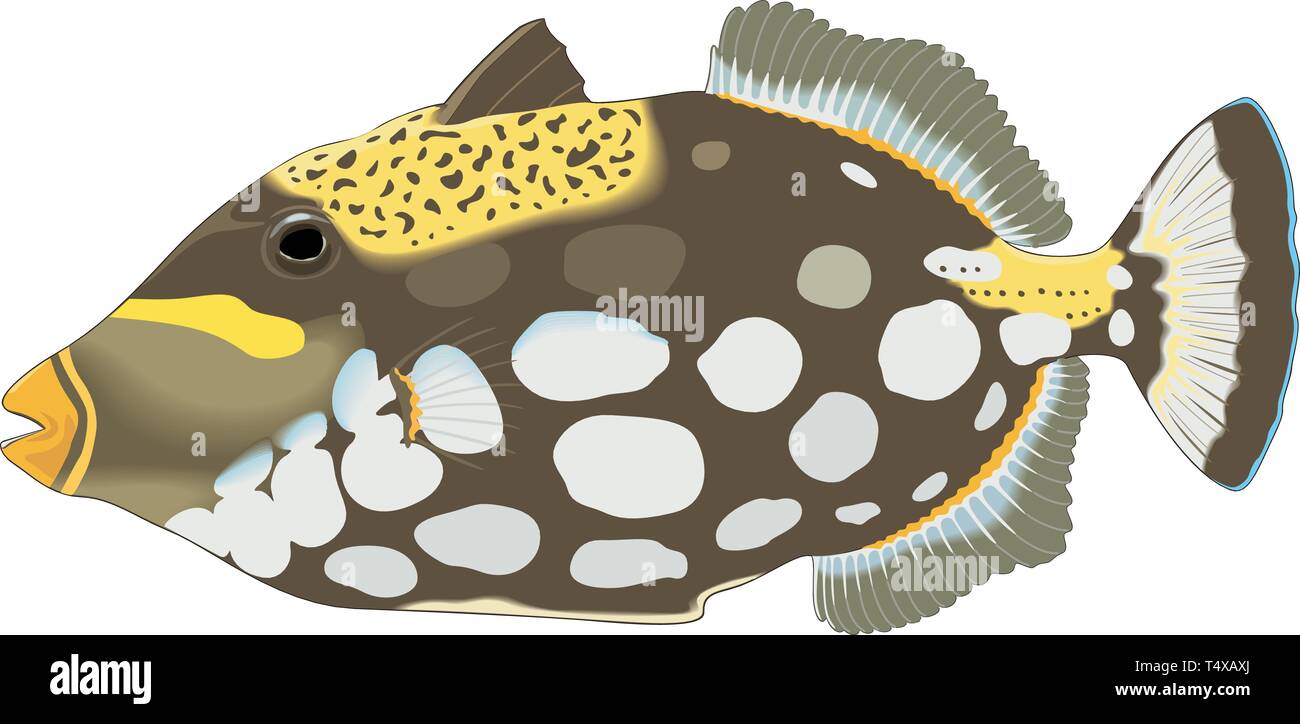 Clown Triggerfish Vector Illustration Stock Vector Image & Art - Alamy