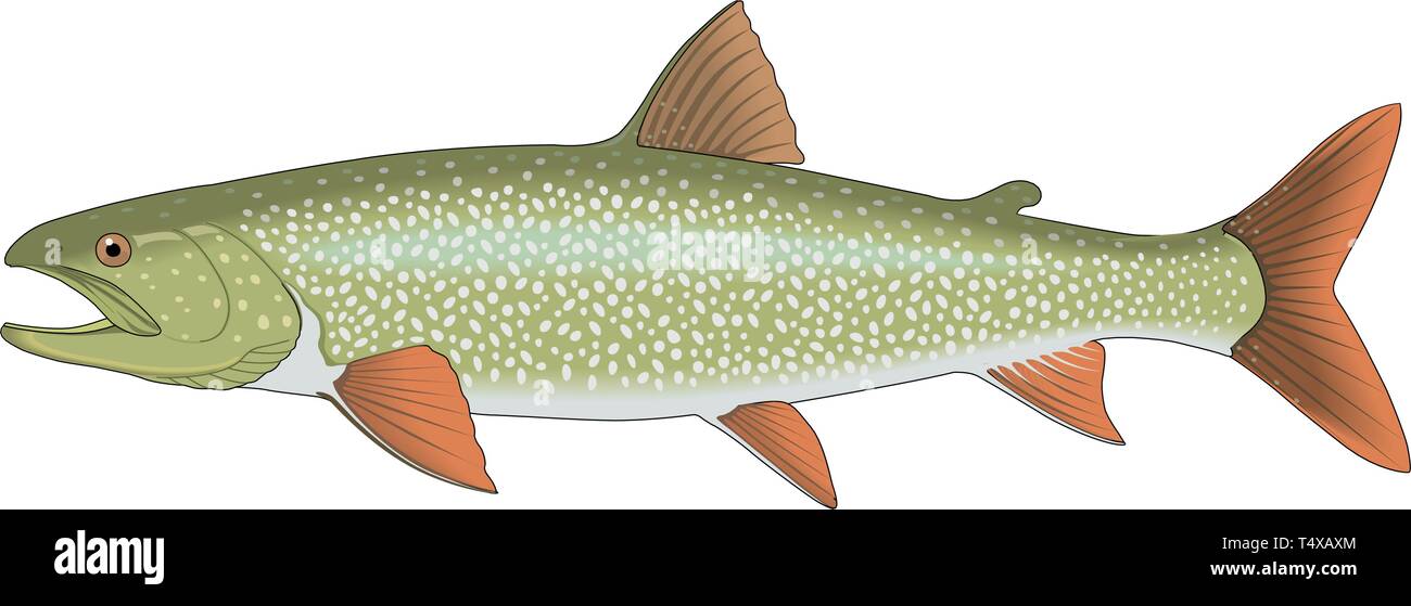 Lake Trout Vector Illustration Stock Vector Image & Art - Alamy