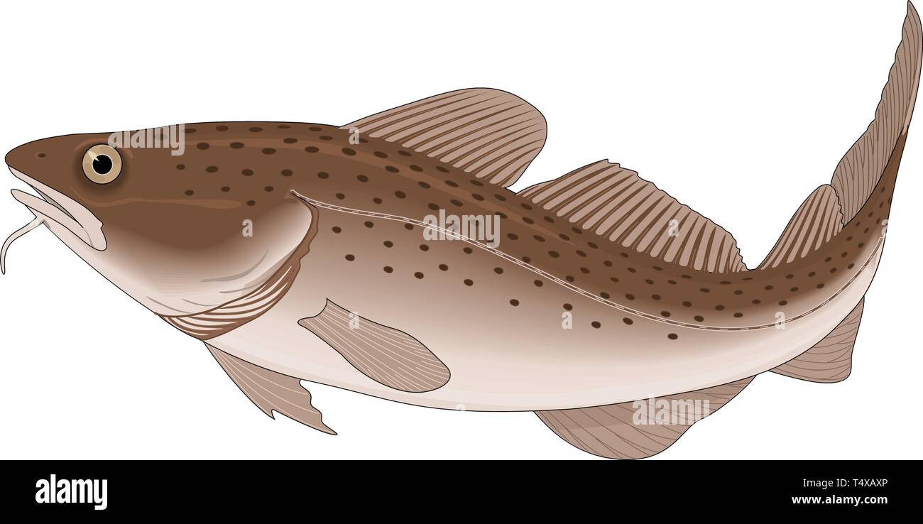 True Cod Vector Illustration Stock Vector Image & Art - Alamy