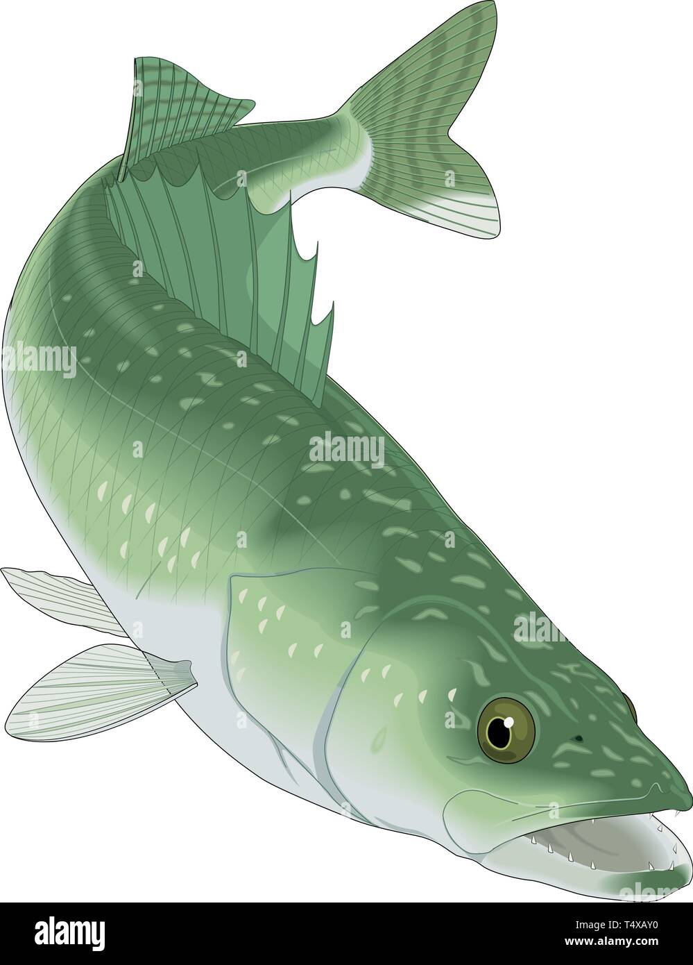 Walleye Vector Illustration Stock Vector Image & Art - Alamy