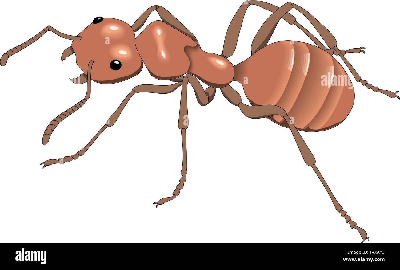 Red Ant Vector Illustration Stock Vector Image & Art - Alamy