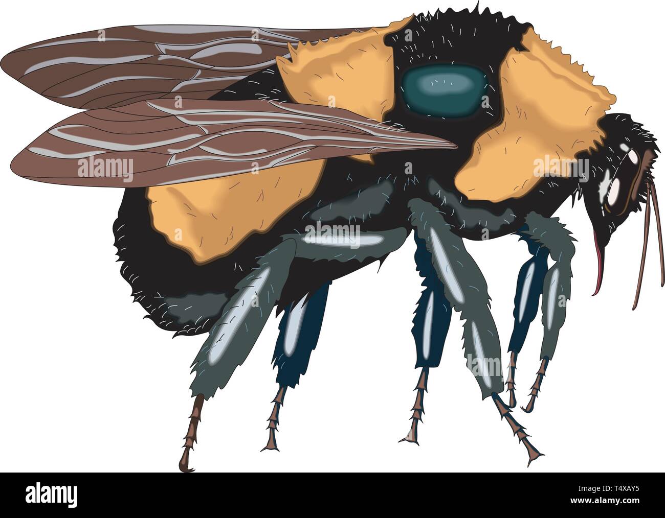 Bumblebee Vector Illustration Stock Vector Image & Art - Alamy