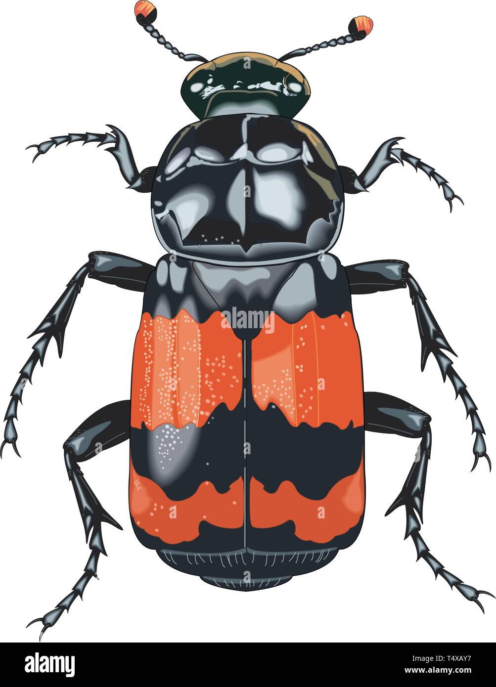 Burying Beetle Vector Illustration Stock Vector Image & Art - Alamy