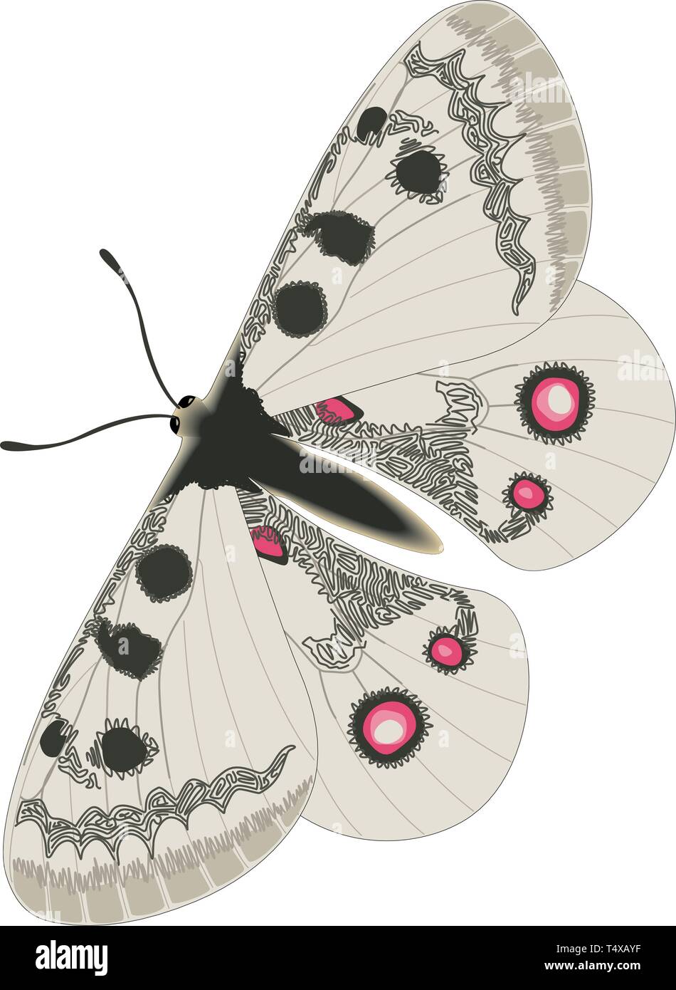 Apollo Butterfly Vector Illustration Stock Vector Image & Art - Alamy