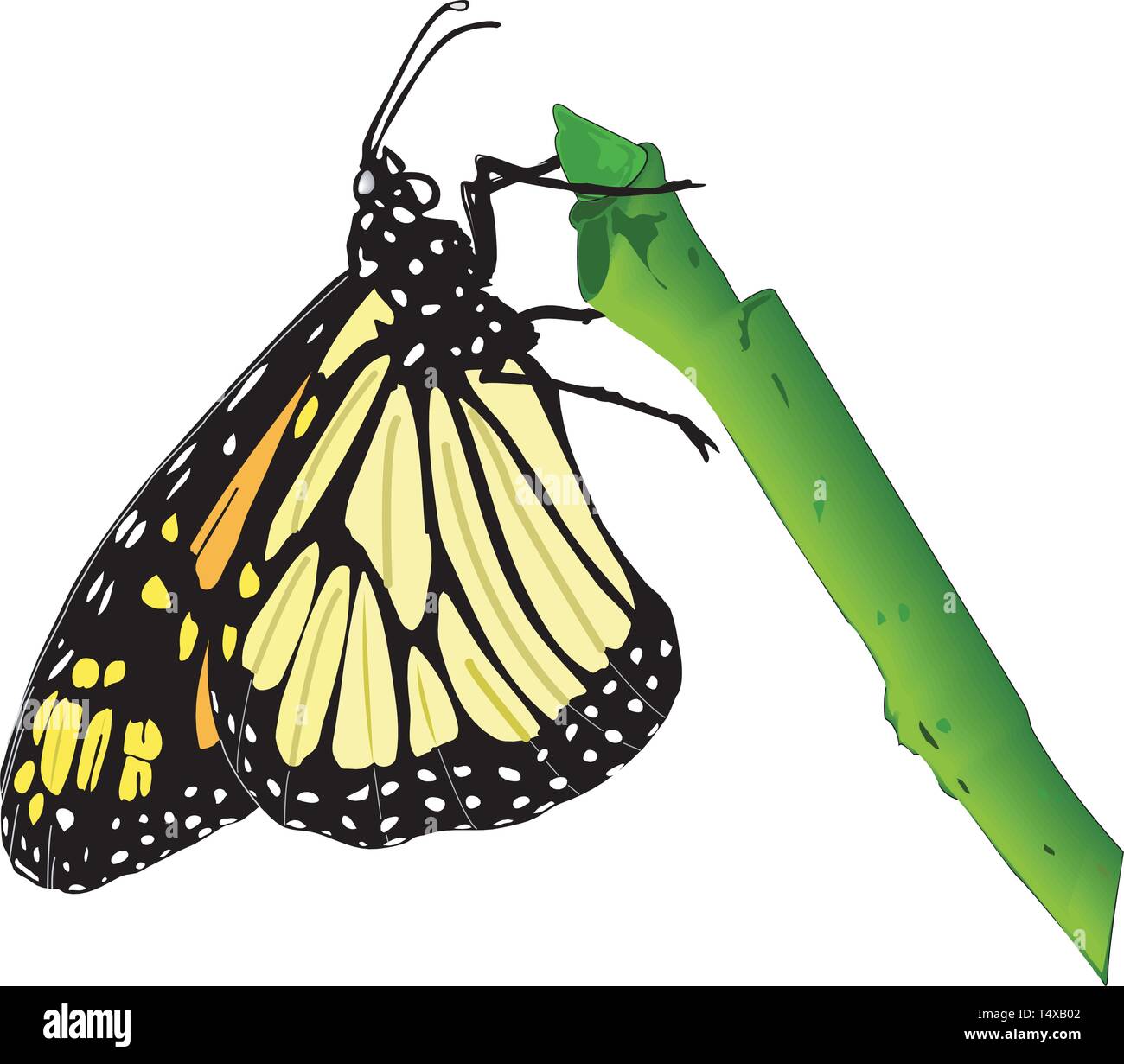 Monarch Butterfly Vector Illustration Stock Vector Image & Art - Alamy