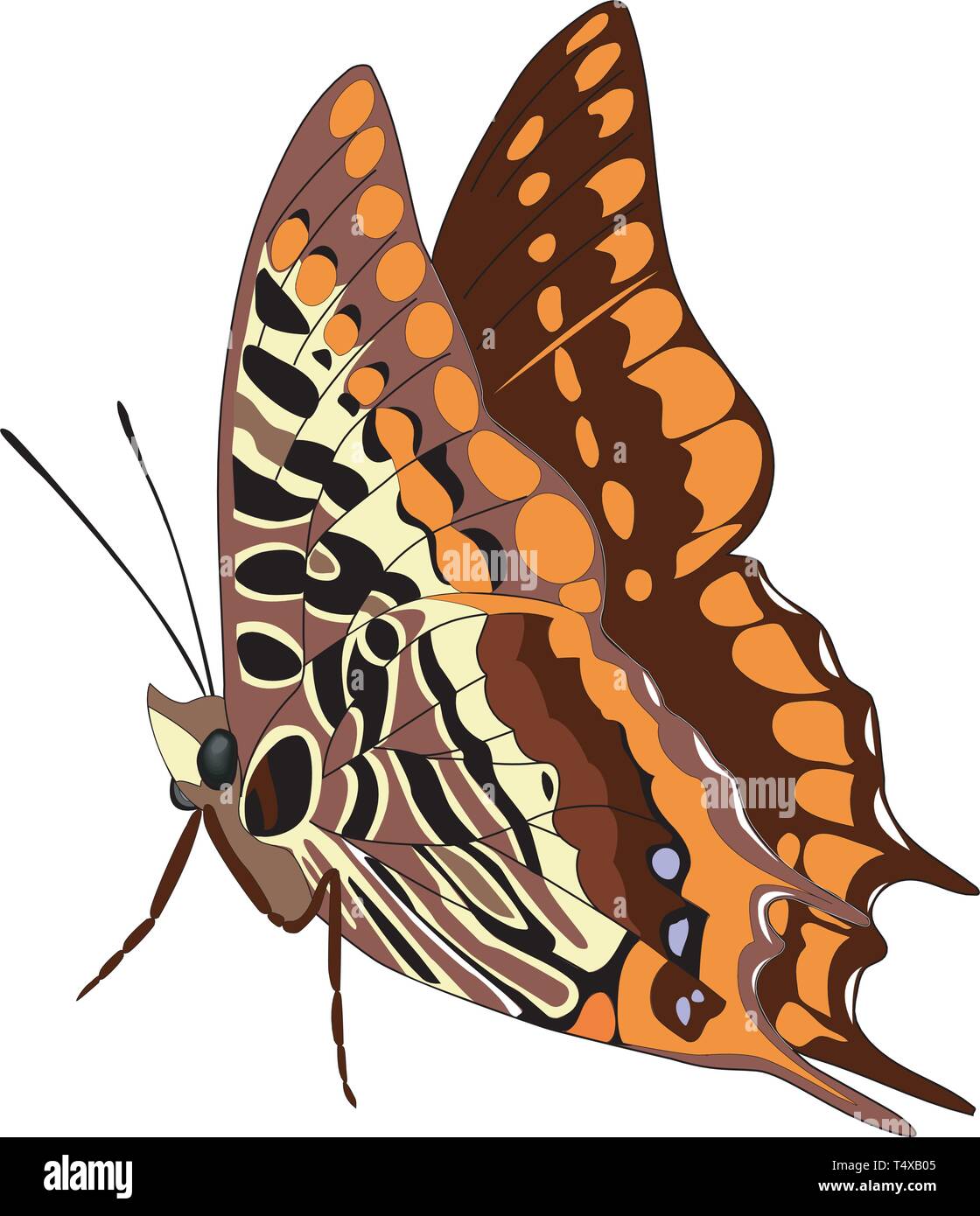 Pasha Butterfly Vector Illustration Stock Vector Image & Art - Alamy