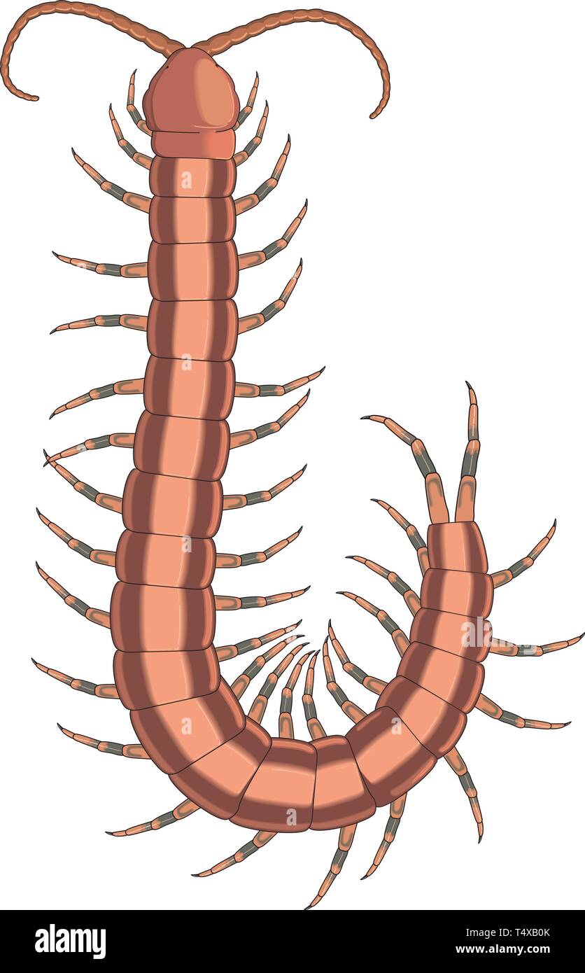 Millipede Life Cycle Diagram